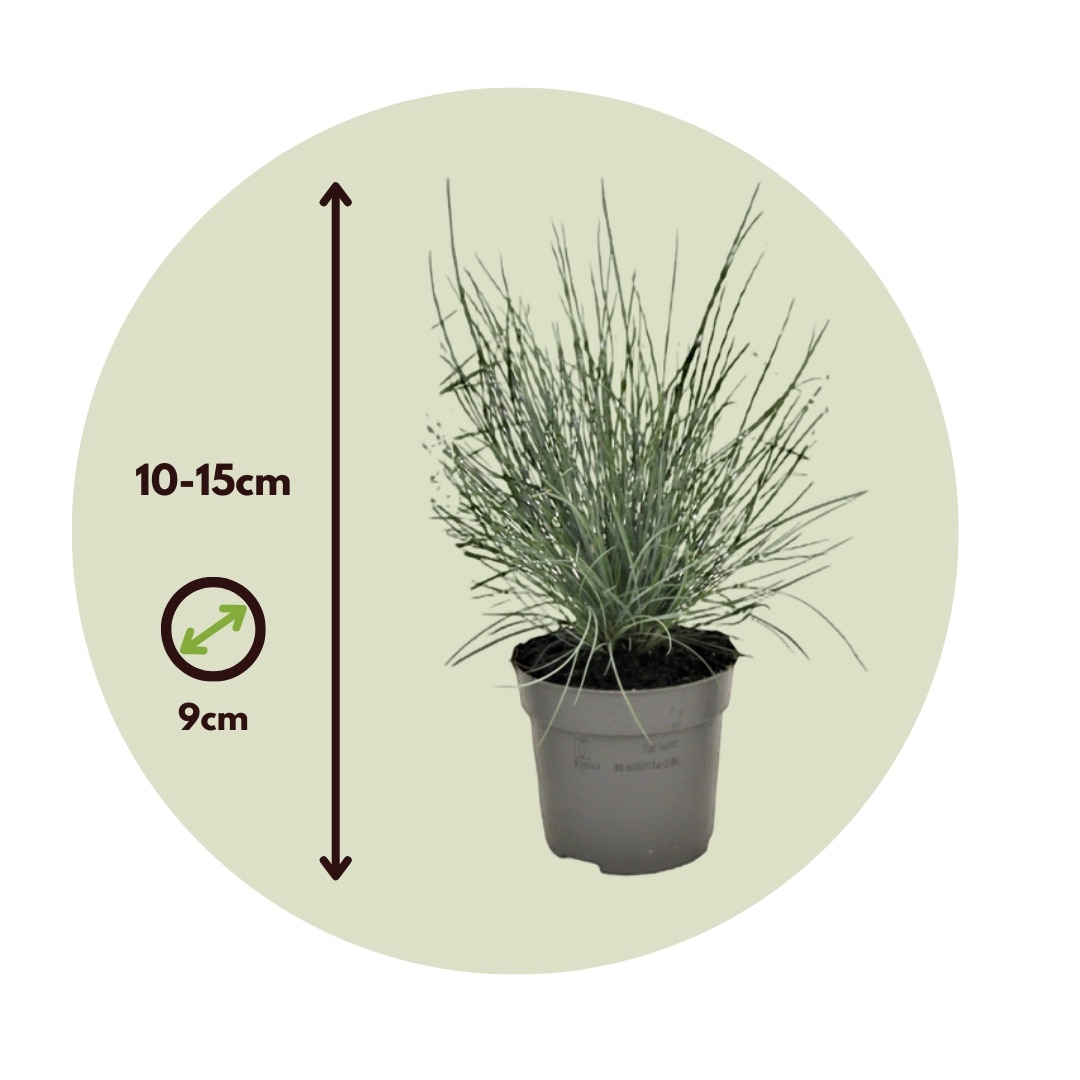 Iarba albastra - 3 buc - Festuca glauca 'Elijah Blue' - Inaltime 10 ...