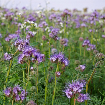 Seminte Facelia BLEKITNA STALA 1kg, FN Granum, albastru-violet, pentru ...