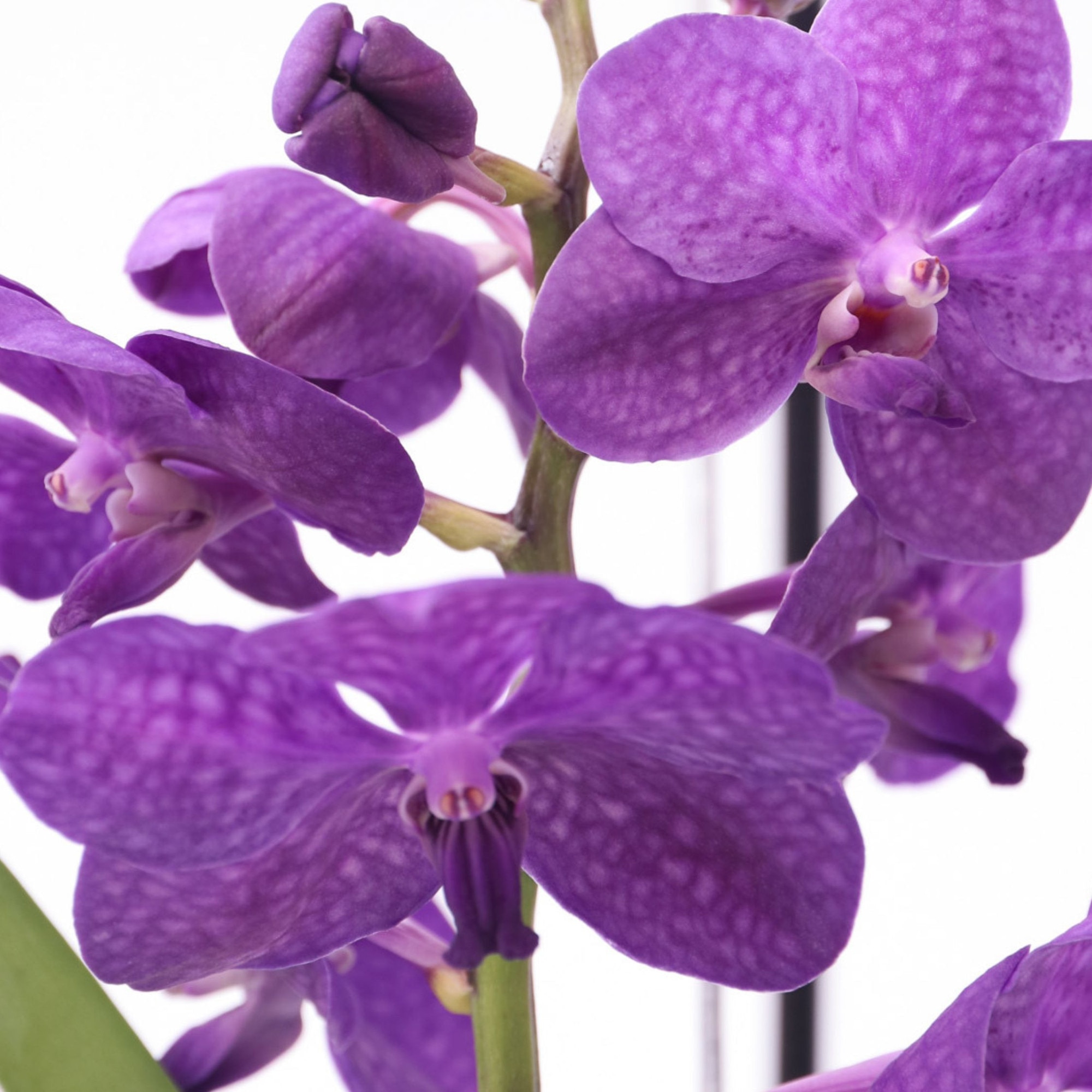 Orhideea Vanda - Vanda 'Blue' - Inaltime 40-50cm - ⌀14cm - eMAG.ro