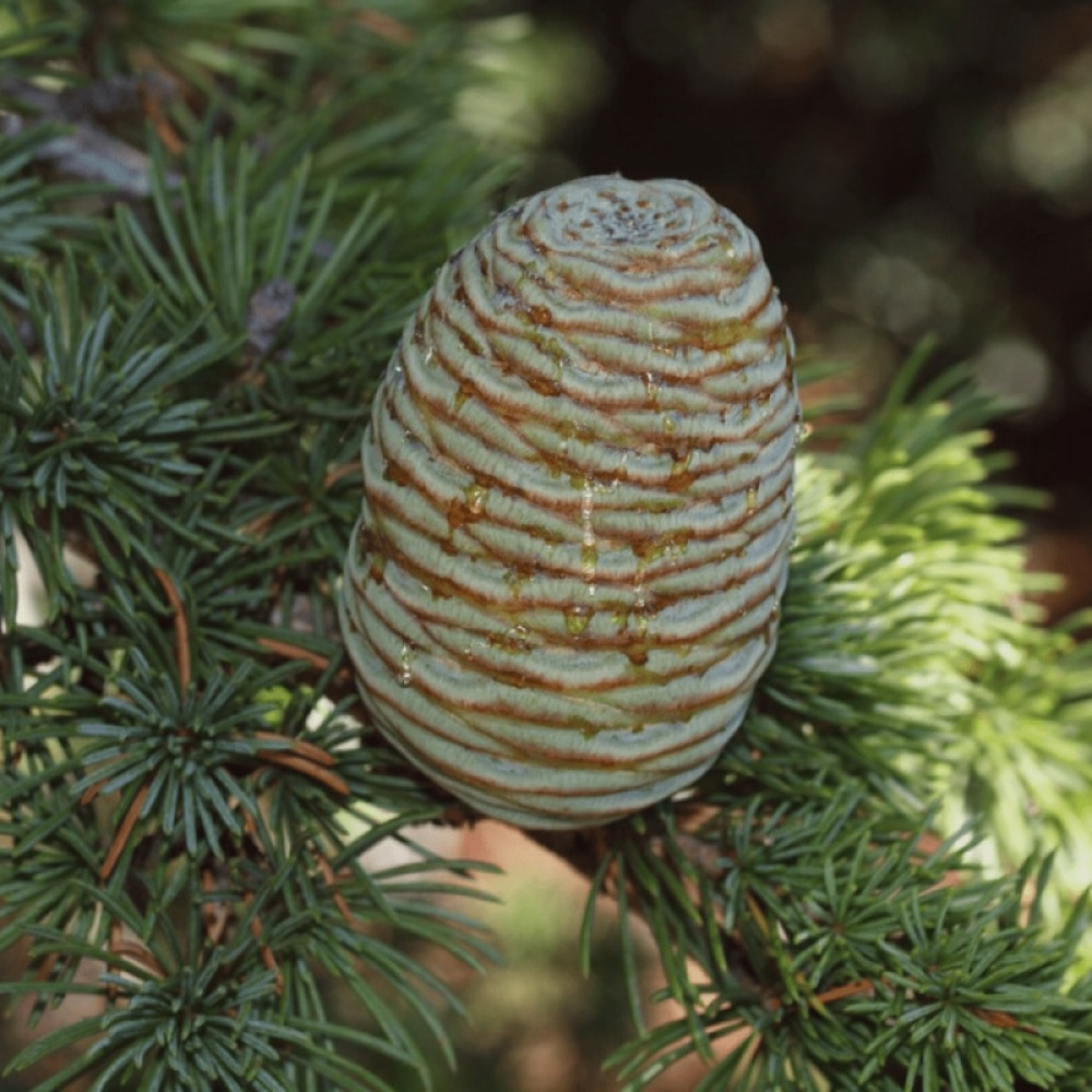 Cedru Libanez Cedrus Libani, ghiveci 10L, H 100-120 cm, vesnic verde ...