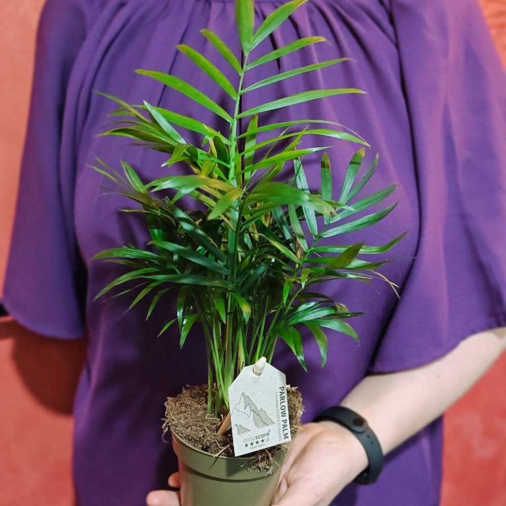 Planta naturala de interior Chamaedorea elegans D7 - eMAG.ro