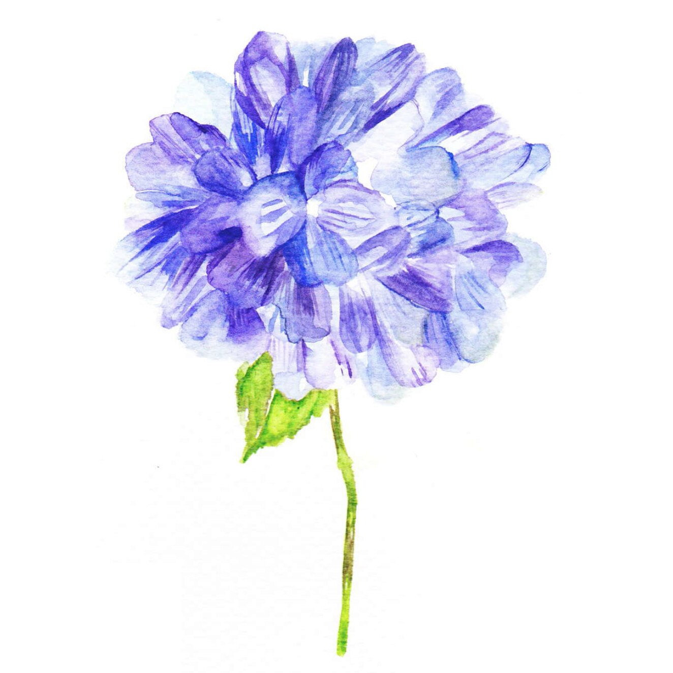 Tatuaje temporare Tatuin, Flower Collection, multicolore, 5 tatuaje ...