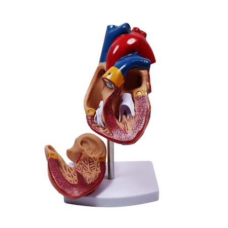 Model Inima Umana, 1:1, 2 Parti, 34 Structuri Anatomice, Multicolor ...