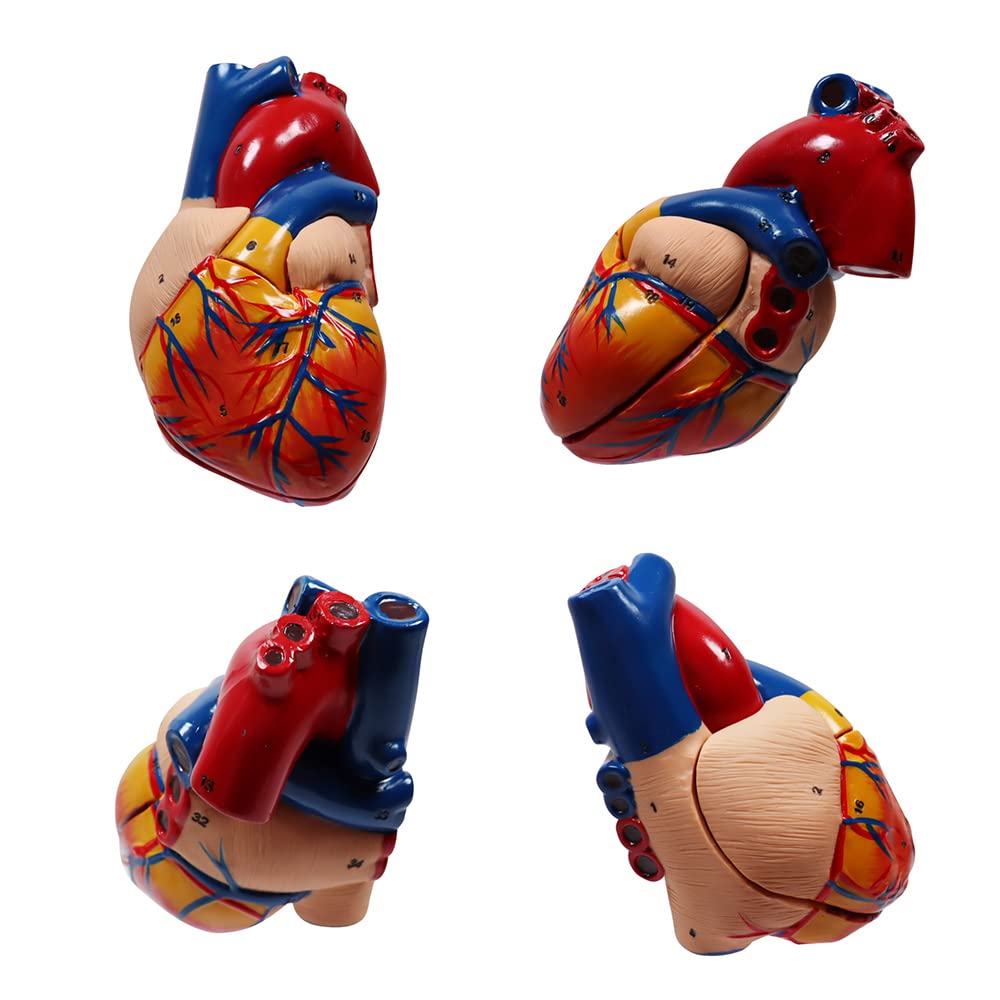 Model Inima Umana, 1:1, 2 Parti, 34 Structuri Anatomice, Multicolor ...