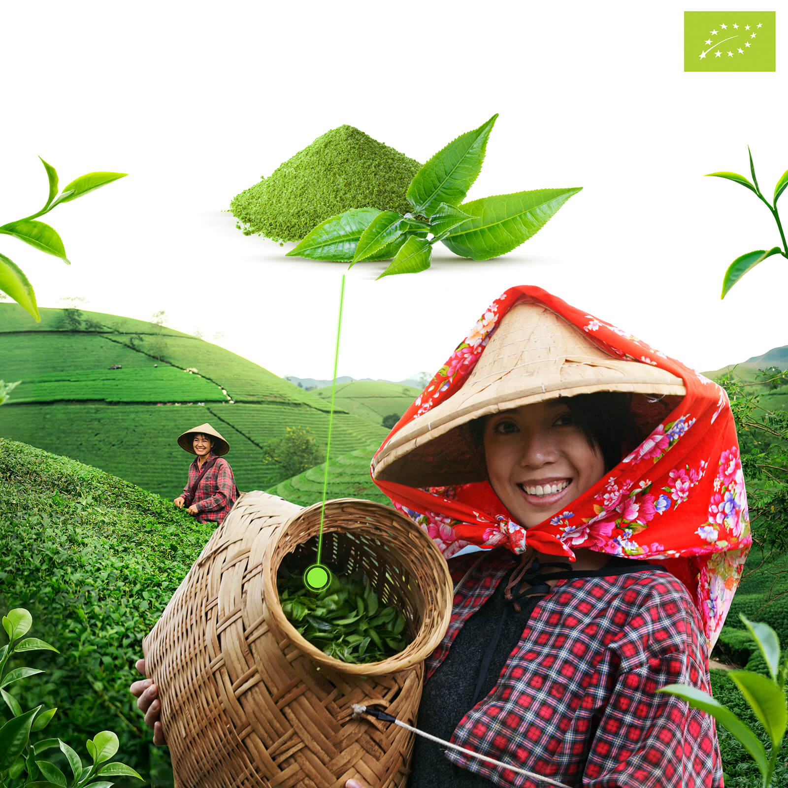 Ceai Matcha Pulbere, Bio Verde Mary Rose Japonez, Premium, 500 g - eMAG.ro