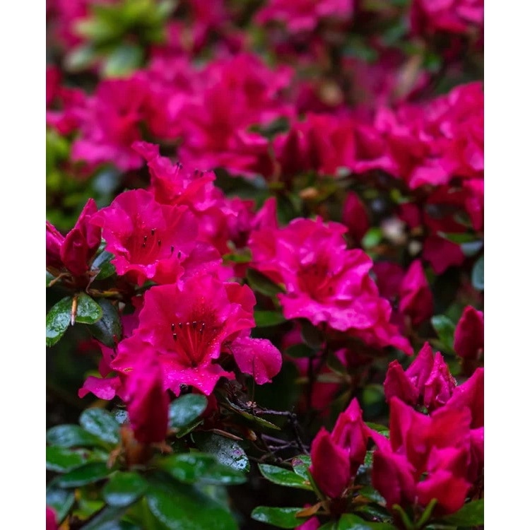 Azalea japonica mini pompons 40-60 cm - eMAG.ro