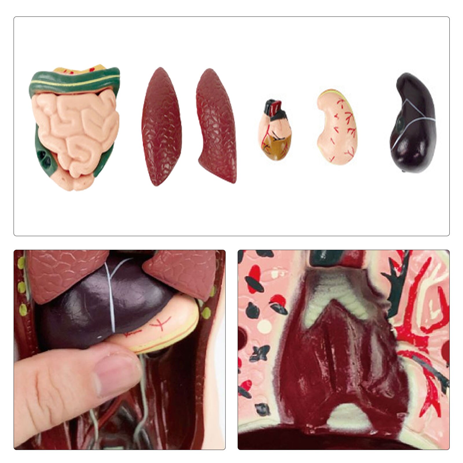 Model 3D Asamblat Torso Uman pentru Copii, Umetoop, Parti Removibile ...