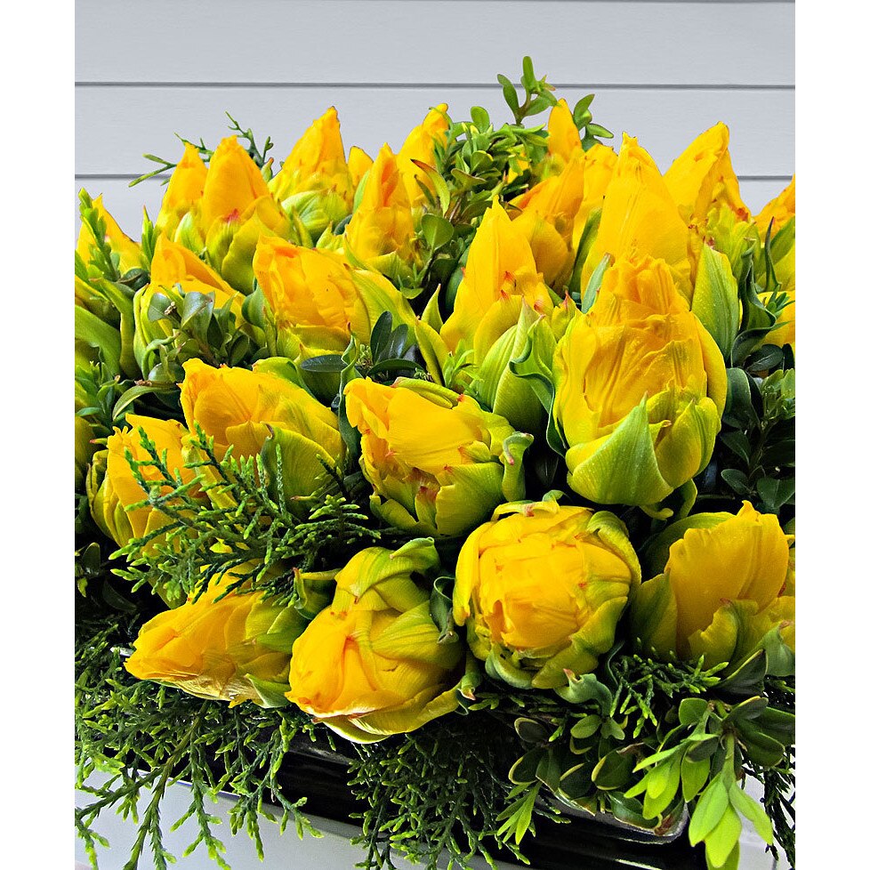 Bulbi lalele batute "Tropical Wave" Bakker 10 buc. Galben - eMAG.ro