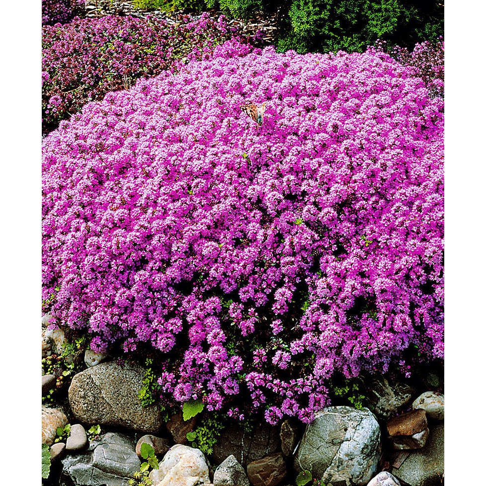 Cimbru salbatic Bakker 10 buc. Roz - eMAG.ro