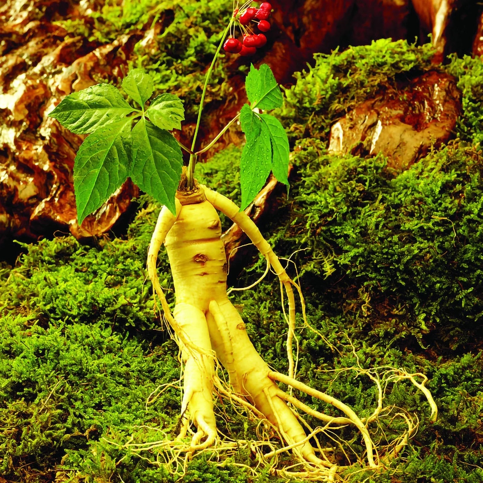 Seminte de Ginseng, 50 buc, planta medicinala rara, 50g - eMAG.ro