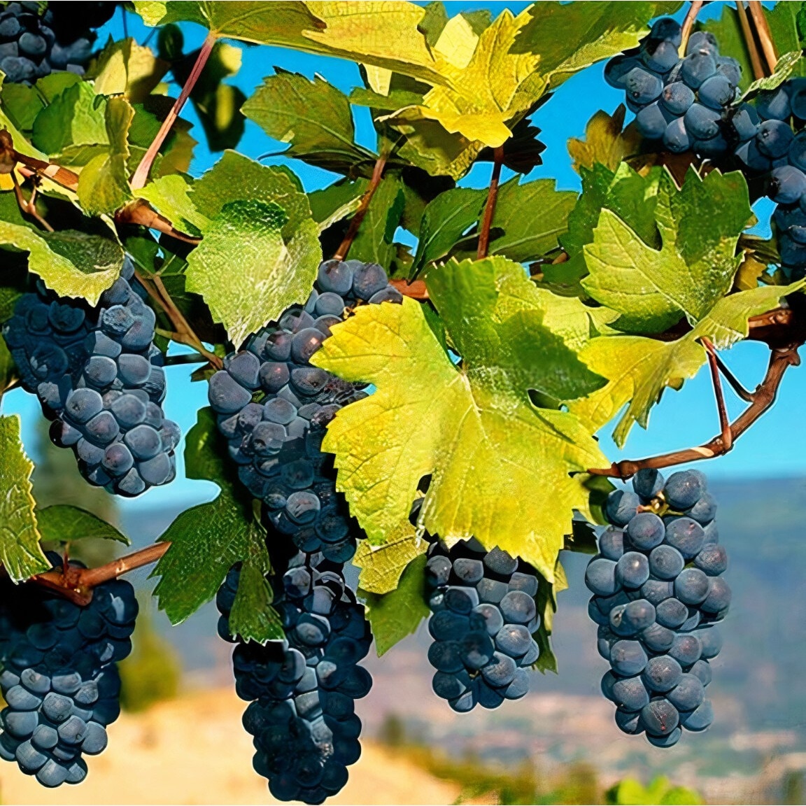 Vita de vie parfumata Ania 2L, decorativ, rezistenta la inghet, flori ...