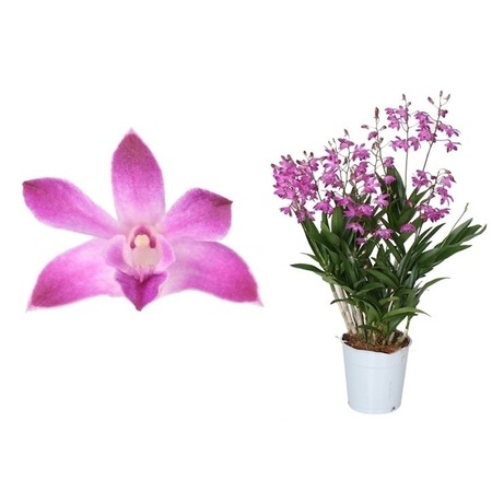 Orhidee Dendrobium Berry Oda (flori parfumate, Secret Garden - eMAG.ro