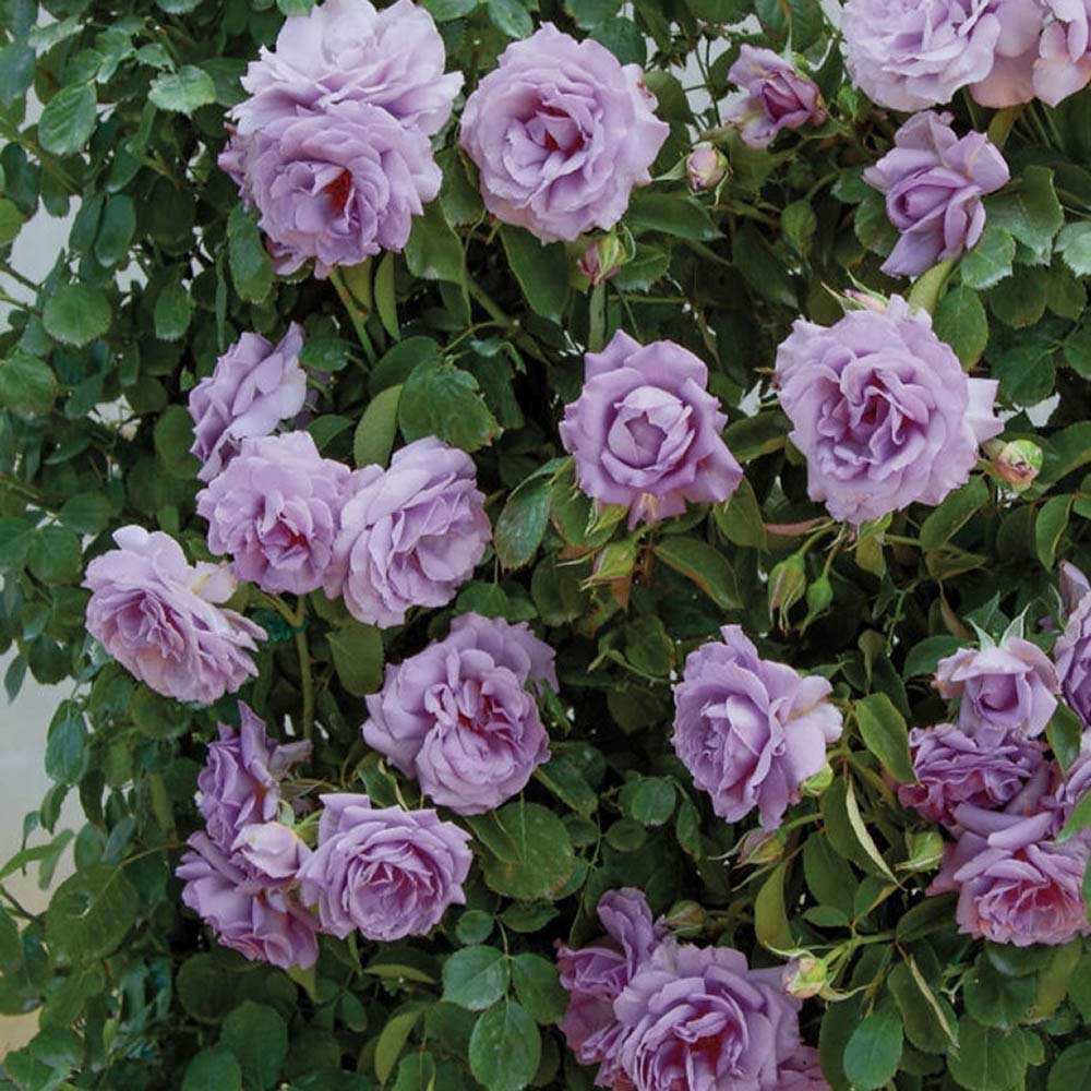 Trandafir Catarator indigo-liliachiu Indigoletta, parfum puternic - eMAG.ro