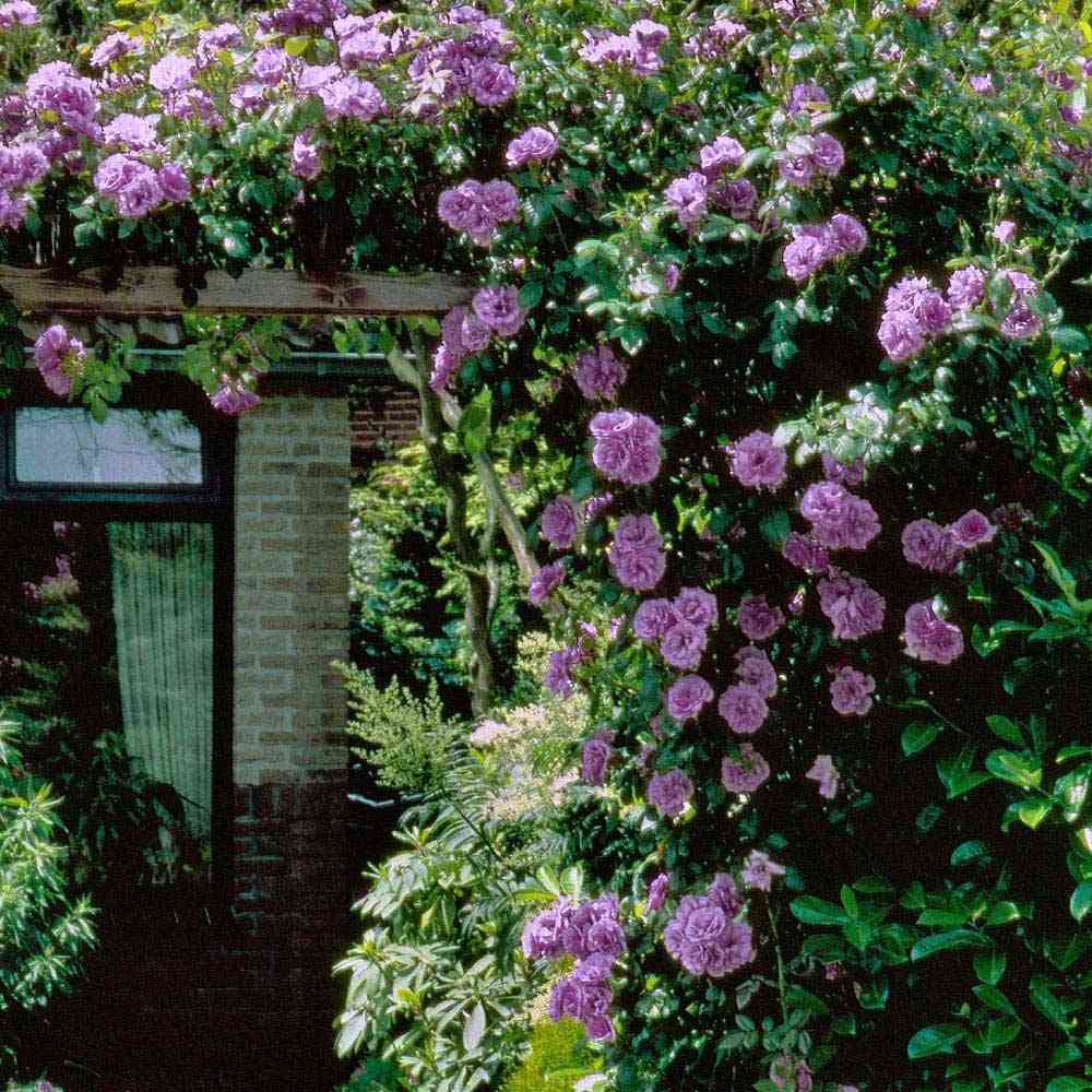 Trandafir Catarator indigo-liliachiu Indigoletta, parfum puternic - eMAG.ro