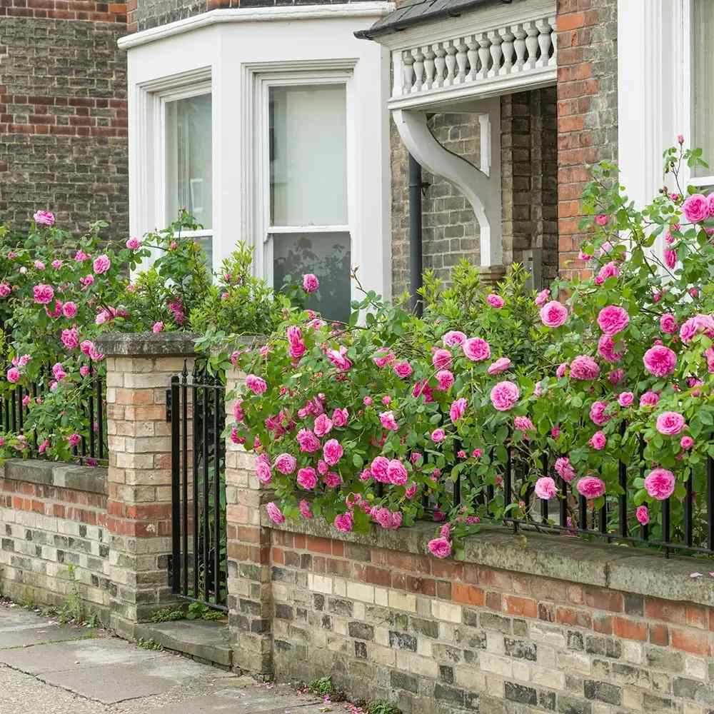 Trandafir englezesc David Austin Gertrude Jekyll - trandafir roz intens ...