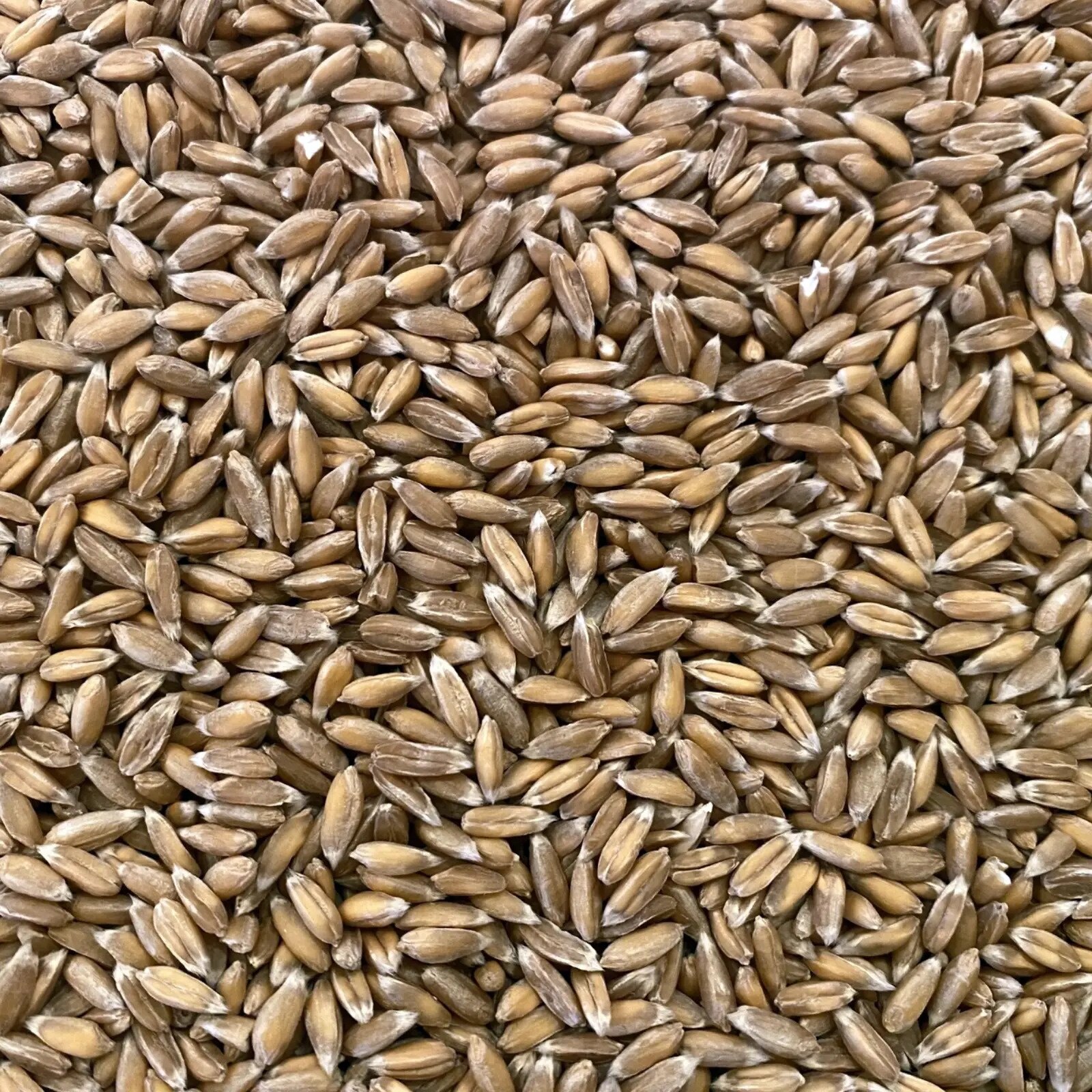 Boabe Spelta 5kg bio/ECO Biofarmland - eMAG.ro