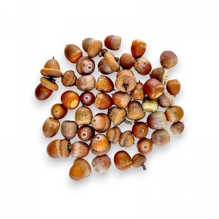 Set de 50 ghinde naturale ColorFulWorld pentru decorare - eMAG.ro
