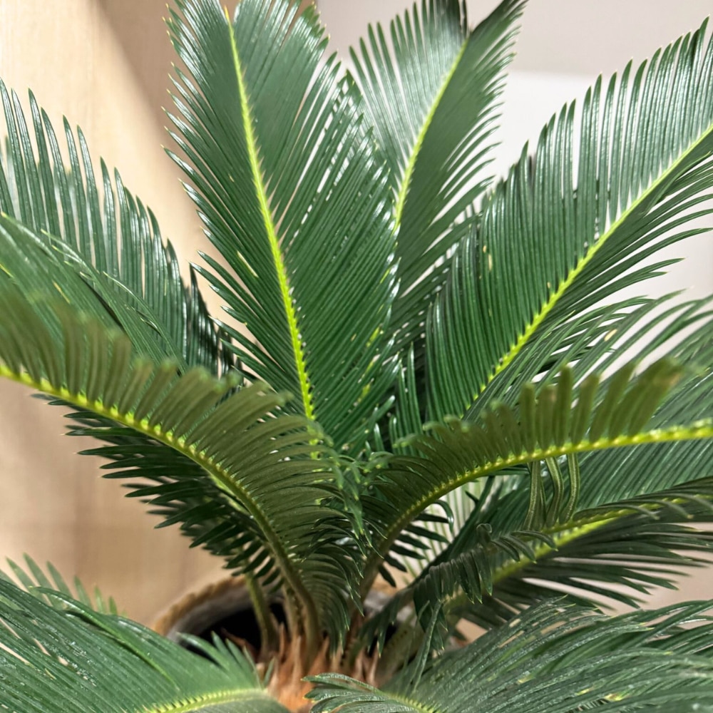 Cycas natural - Palmier Sagotier Revoluta h50 - eMAG.ro