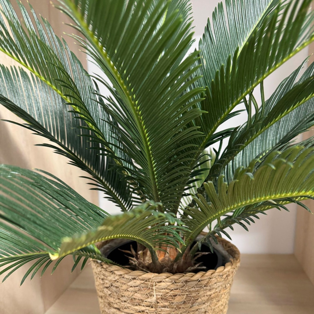 Cycas natural - Palmier Sagotier Revoluta h50 - eMAG.ro