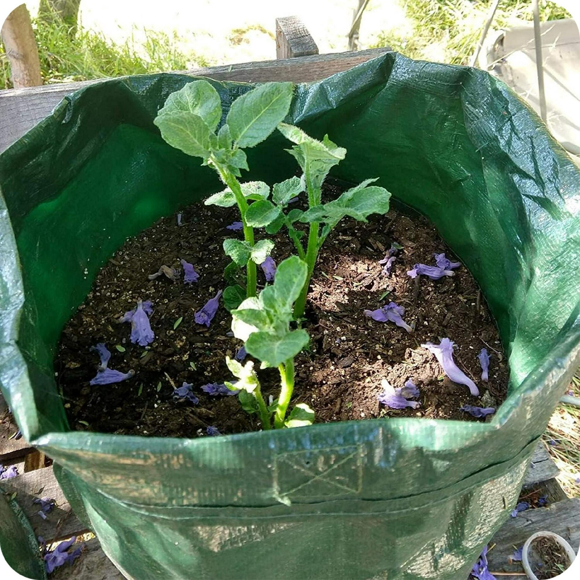 Sac pentru Plantare Plante, Sac Cultivare Cartofi si Legume, Ghiveci ...