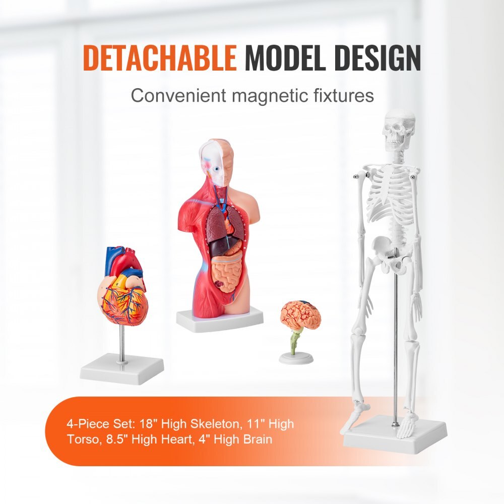 Set de Anatomie Umana, Instrumente de Studiu 3D, Modele Creier, Trunchi ...