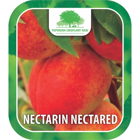 Pom Fructifer,Nectarin - Soiul Nectared 2,Anul II vegetatie,Cal.I ...