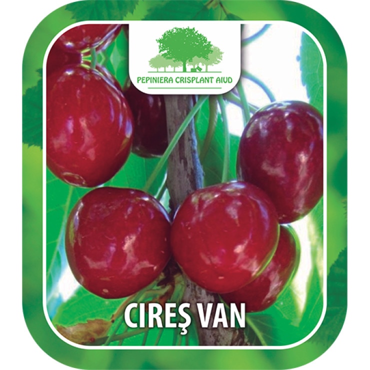 Pom Fructifer,Cires-soiul Van ,Anul II vegetatie,Cal.I. - eMAG.ro