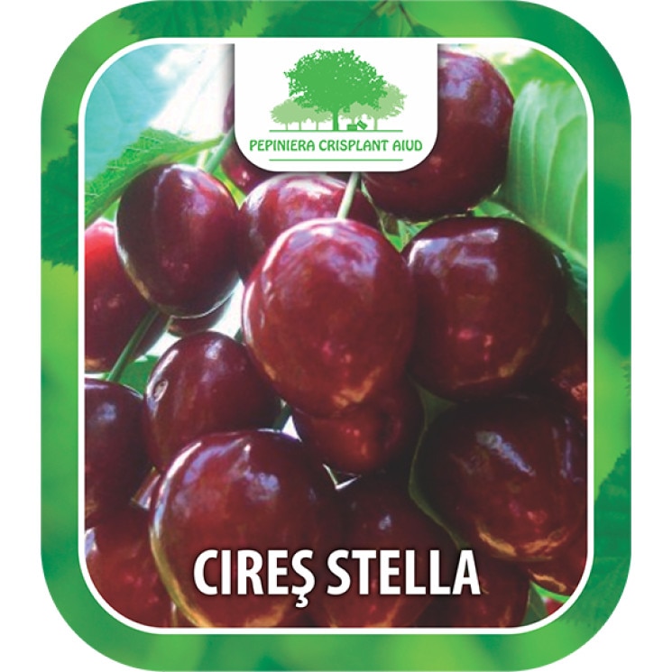 Pom Fructifer,Cires - Soiul Stella ,Anul II vegetatie,Cal.I. - eMAG.ro