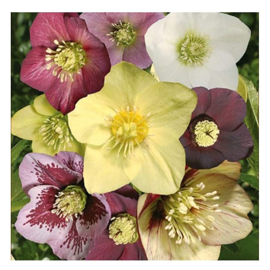 Planta Spanz, Helleborus Orientalis, flori simple, mix, ghiveci 10cm ...