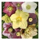 Planta Spanz, Helleborus Orientalis, flori simple, mix, ghiveci 10cm ...