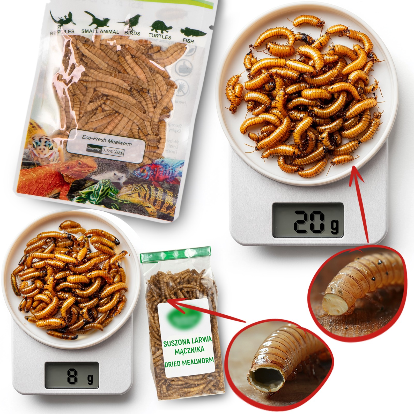 Larve proaspete de vierme de lemn, ProBugs Eco-Fresh Superworm ...