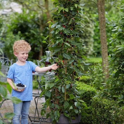 Dud pitic de ghiveci, Mojo Berry, 80 - 120 cm, Ingardena - eMAG.ro