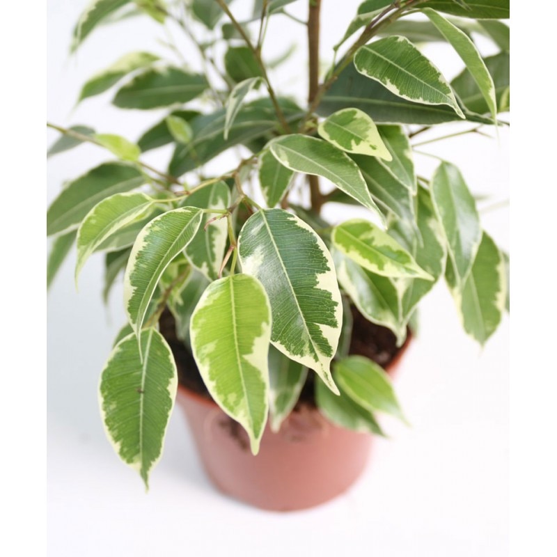 Ficus Plangator -copacul Java - eMAG.ro