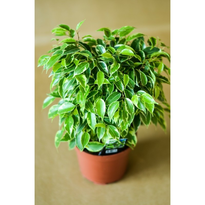 Ficus Plangator -copacul Java - eMAG.ro