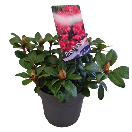 Rododendron cu flori rosii, Silva Group Romania, 15cm, ghiveci - eMAG.ro