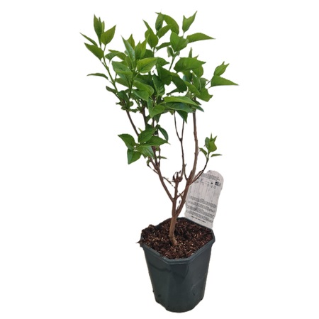 Liliac parfumat mov, soiul "Syringa Andenken and Ludwing Spath", 30cm, în ghiveci - eMAG.ro