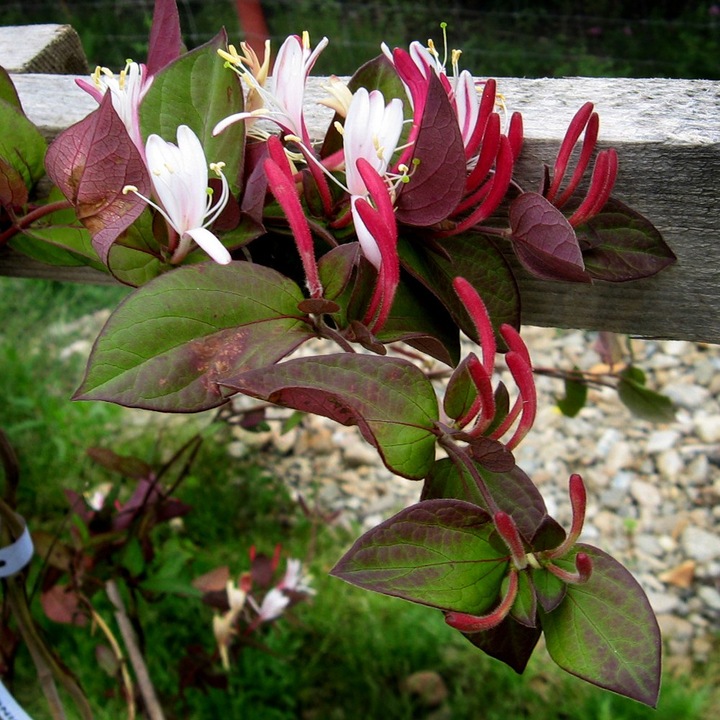 Caprifoi rosu - Lonicera japonica "Purpurea" - eMAG.ro