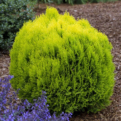 Tuia pitic auriu - Thuja orientalis 'Morgan' - eMAG.ro