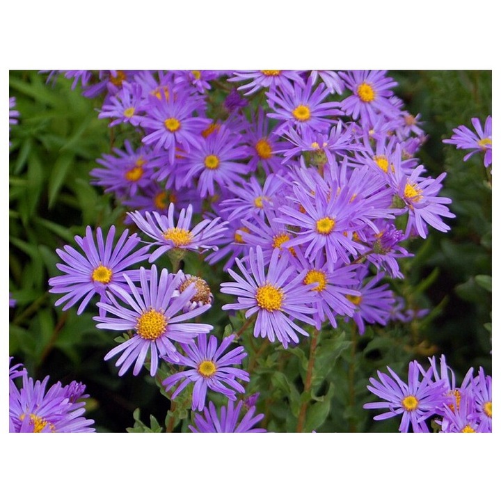 Planta Aster Wargrave, perena cu radacina, 50 cm, flori roz-lila, 1 buc ...