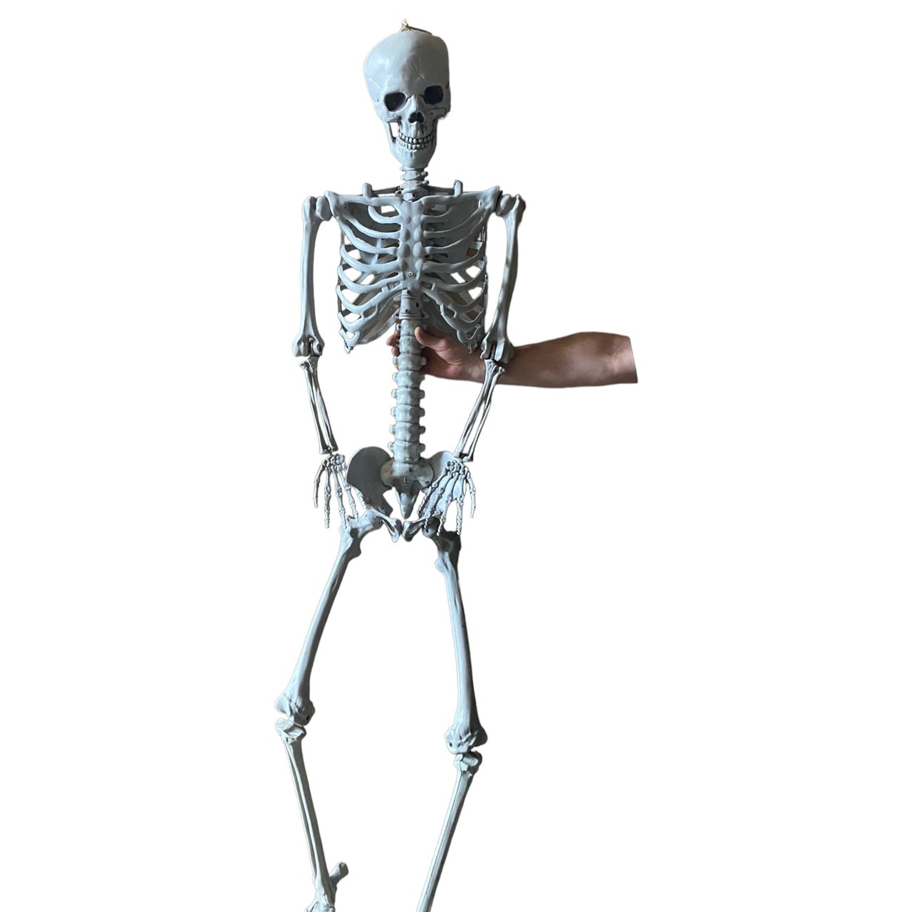 Schelet anatomic uman 180cm, alb, PVC, cu cutie toracică completă și ...