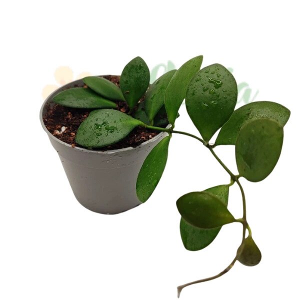 Planta naturala de interior Hoya panchoi D7 - eMAG.ro