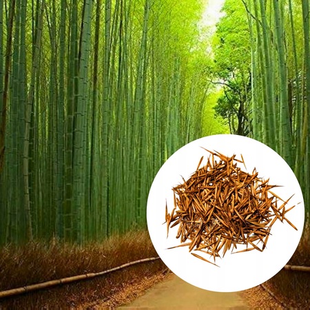 Set Seminte De Bambus Rezistent La Frig, Phyllostachys Pubescens, 100 ...