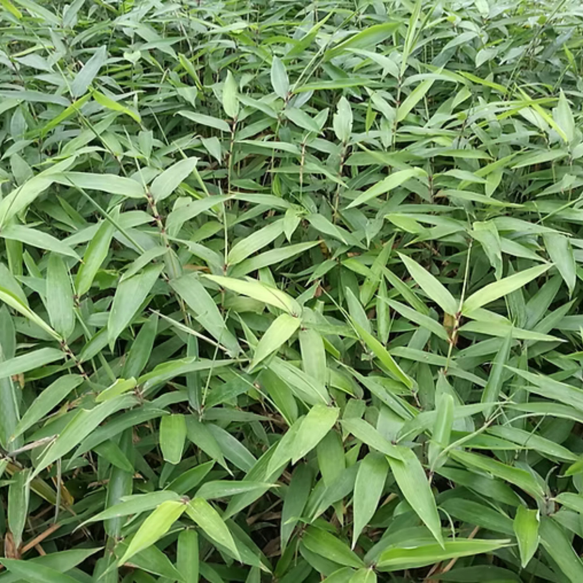 Set Seminte De Bambus Rezistent La Frig, Phyllostachys Pubescens, 100 ...
