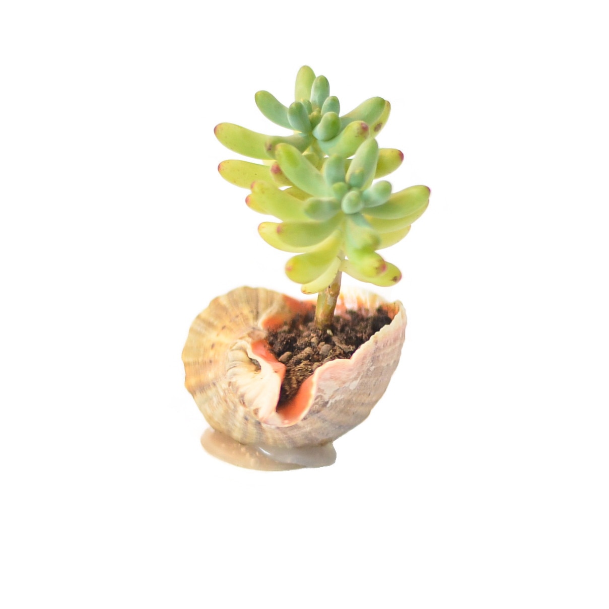 Mini planta suculenta in melc de mare - eMAG.ro