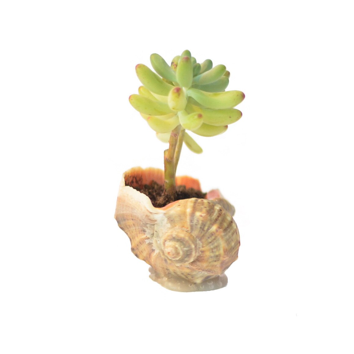 Mini planta suculenta in melc de mare - eMAG.ro