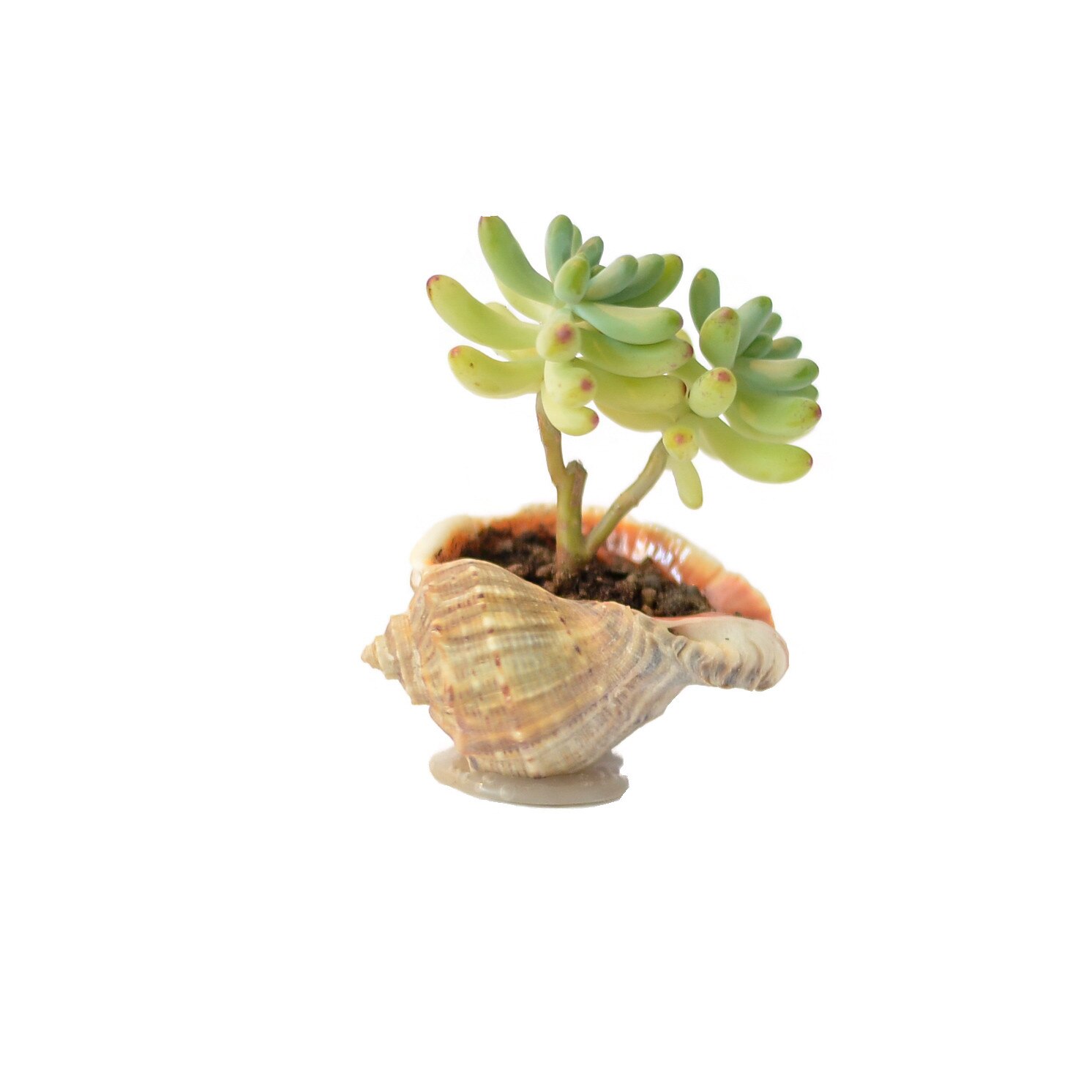 Mini planta suculenta in melc de mare - eMAG.ro