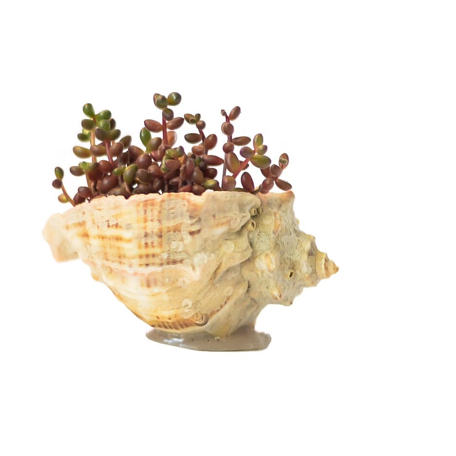 Planta suculenta in melc de mare - eMAG.ro