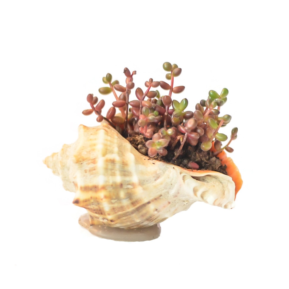 Planta suculenta in melc de mare - eMAG.ro
