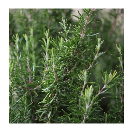 Planta la ghiveci, Rozmarin, Rozmarin officinalis, Ghiveci 8 cm - eMAG.ro
