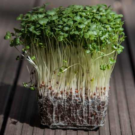 Spori pentru plante de brocoli Calabria, 100g, MP SEEDS - eMAG.ro